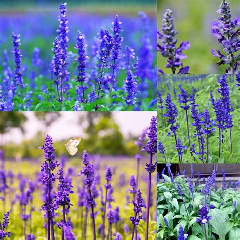 Perennial Blue Salvia