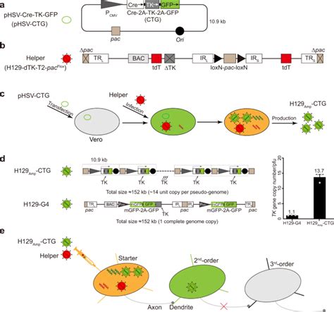 An Hsv 1 H129 Amplicon Tracer System For Rapid And Efficient Monosynaptic Anterograde Neural