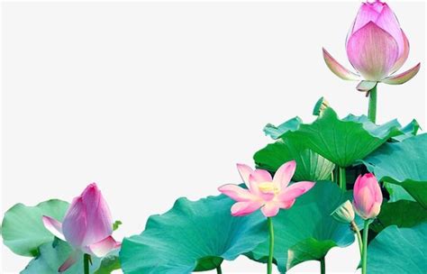 연꽃 일러스트 연꽃 클립 아트 로터스 꽃들 Png 일러스트 및 Psd 이미지 무료 다운로드 Pngtree 연꽃 꽃