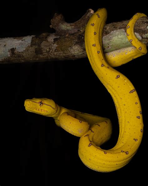 Green Tree Python Juvenile In Ambush Photographers Downunder