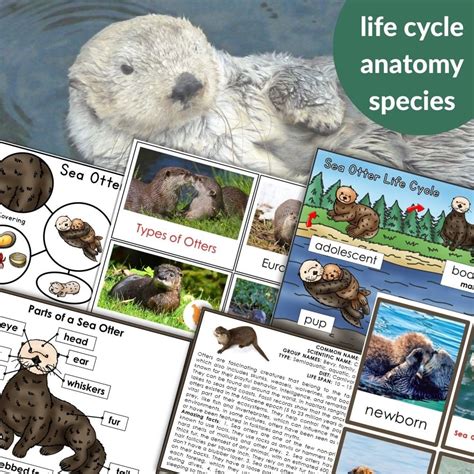 Sea Otter Anatomy