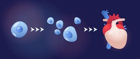 Why Ipsc Technology Is Vital To Cardiac Research