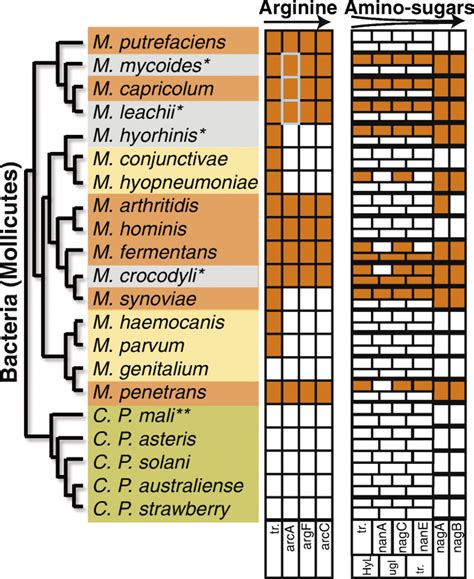 Selection Mutation Model Of Codon Use Can Predict The Metabolic