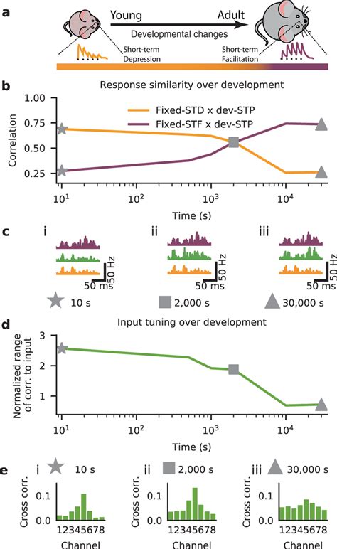 input output response correlations over development a schematic of the