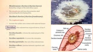 Placenta Pptx
