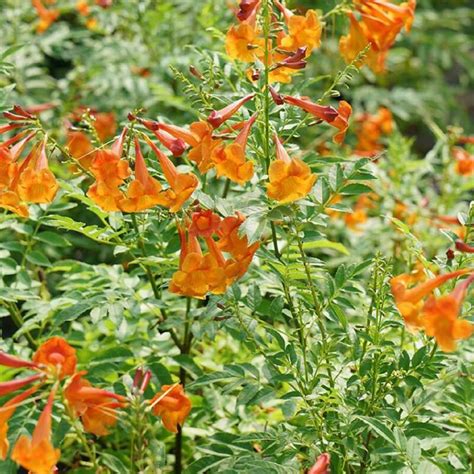 Vines Tecoma Orange Jubilee Staked Flower Of The Gods