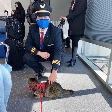 How To Fly With A Cat 19 Expert Tips For Taking Cats On Planes