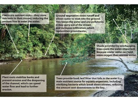 A Healthy Riparian Area Land Adjacent To A Stream Provide Many Benefits