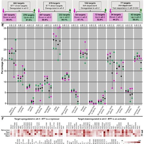 Ett Is Both A Transcriptional Repressor And Activator A D Schematic