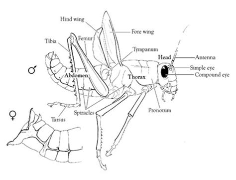 Grasshopper External Features Diagram Quizlet