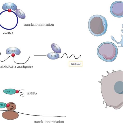 Functions Of M⁶a Modification On Mrna A Schematic Image Of The Roles Download Scientific