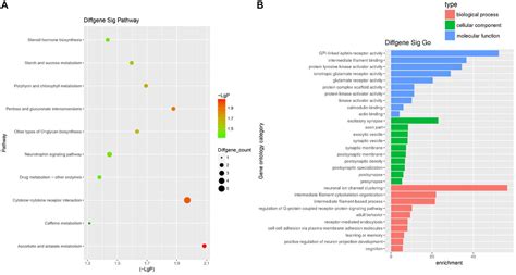 Induction Of Targeted Differentiation Of Dermal Mesenchymal Stem Cells