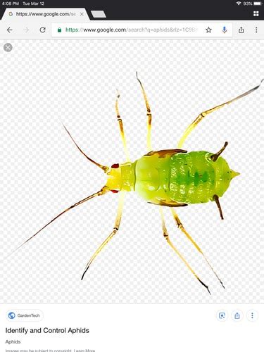 Insects And Pests Flashcards Quizlet