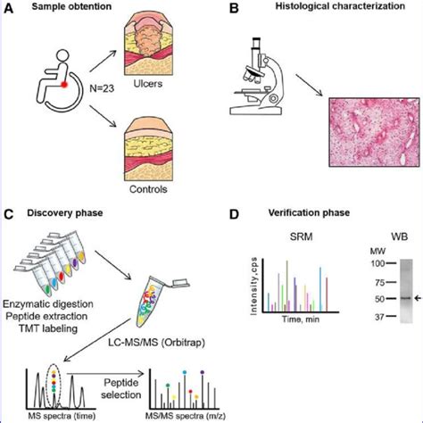 Schematic Representation Of The Workflow A Samples Were Collected Download Scientific