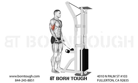 How To Train Outer Bicep Best Exercises For Bicep Long Head Born Tough