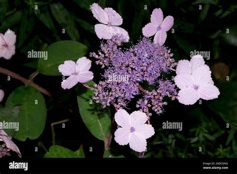 Flower Head Of The Hydrangea Aspera Villosa Common Name Hydrangea Villosa Of The Genus