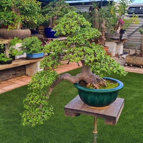 Elephant Bush Bonsai Portulacaria Afra Expert Advice