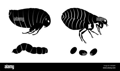 Illustrating The Flea Life Cycle Highlighting Various Developmental