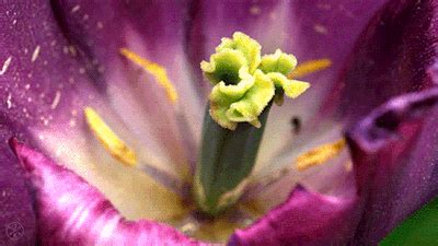 Naturegifs Tumblr Com Tumbex