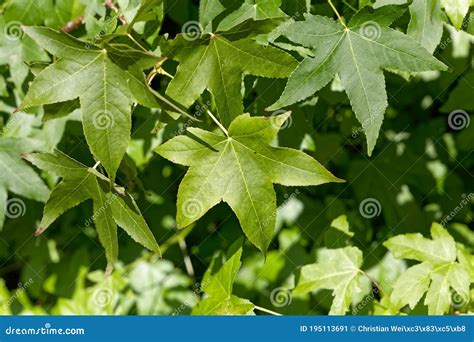 Leaves Of An American Sweetgum Liquidambar Styraciflua Stock Image Image Of Beauty Botany