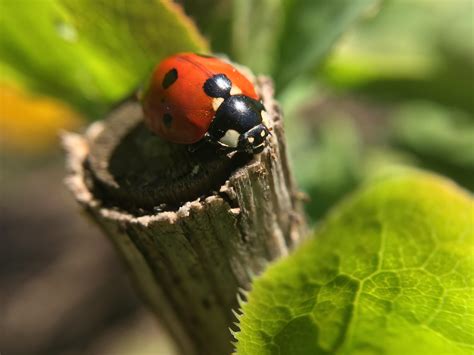[oc] Lady Bug [3024x4032] R Macroporn