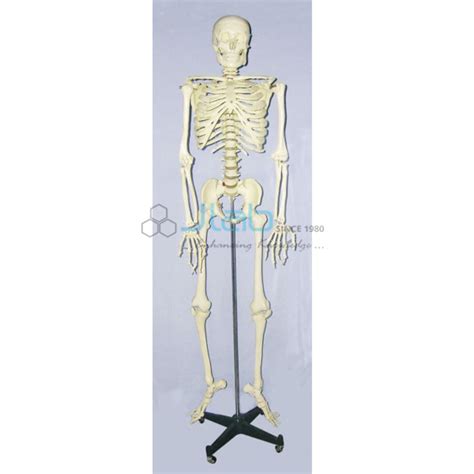 Skeleton Model With Frame Life Size India Manufacturers Suppliers Exporters In India