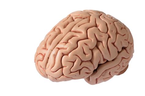 The Role Of Serotonin And 5 Htp In Cognitive Function