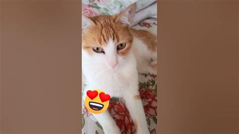 Gatinha Fofinha Gatos Fofos Youtube