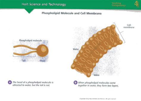 Chap 1 Cell Structure And Function