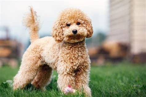 35 Cute Dog Breeds That Will Melt Your Heart Chewy