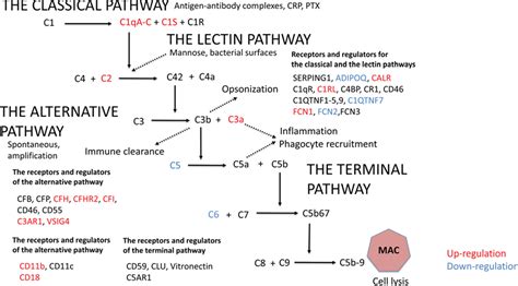 Frontiers Upregulation Of Early And Downregulation Of Terminal