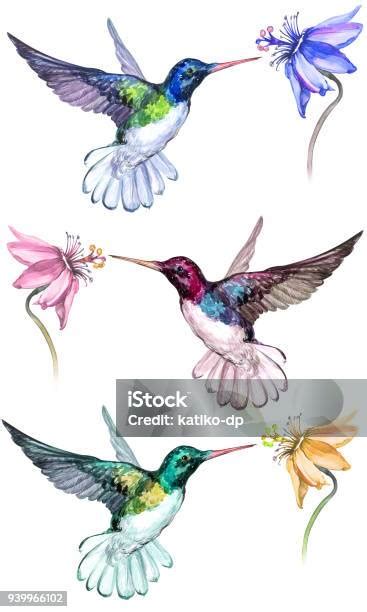 아름 다운 화려한 벌 새 꽃 꿀을 마셔 흰색 배경에 고립 생생한 페더와 이국적인 열 대 새 들의 컬렉션입니다 Watecolor 그림입니다 벌새에 대한 스톡 벡터 아트 및