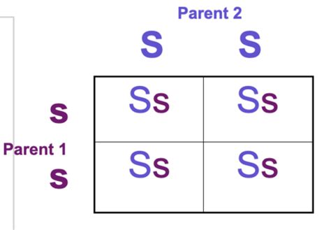 Mendelian Genetics Test 2 Flashcards Quizlet