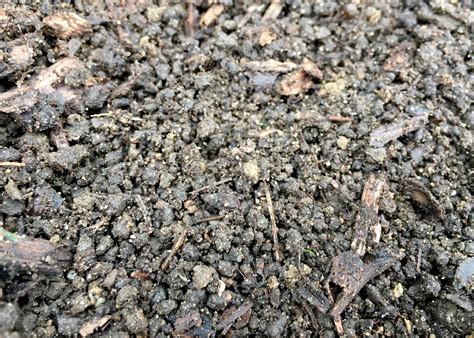 Asian Jumping Worms Massachusetts All Worms