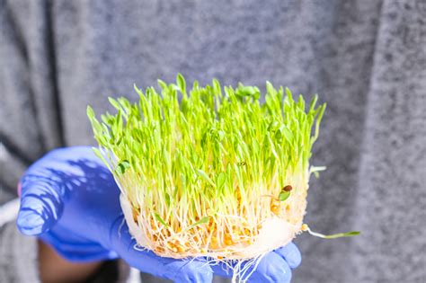 여성의 손이 테이블에 싹이 밀을 잡고 뿌리 음식 건강 마이크로 그린 콩나물 유기농 비건 건강 식품 개념 홈 원예 묘목 가정