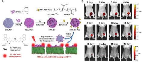 Theranostic Polyelectrolyte‐coated Silica Nanoparticle Displaying Cy