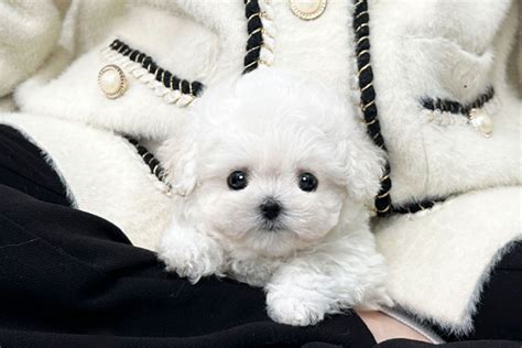 비숑 프리제는 어떤 성격을 가졌을까 비숑 성격특징장단점 네이버 블로그