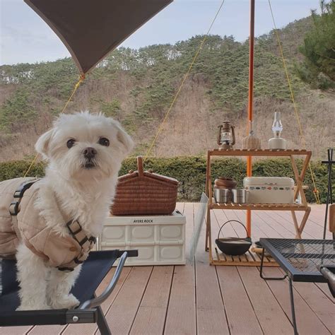 강아지도 캠핑간다 강원도 애견동반 캠핑장 4곳