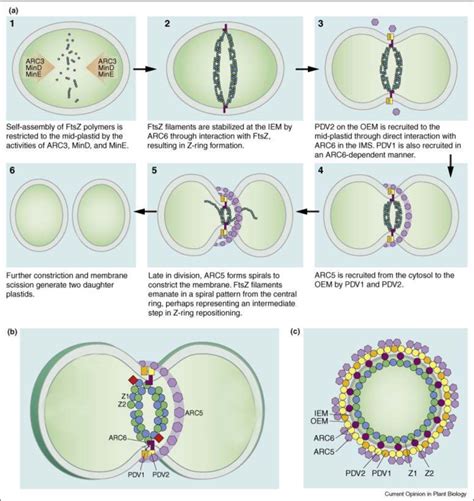 Lecture 15 Chloroplast Fission Handout A 1 2 3 Arc3 Arc3 Mind