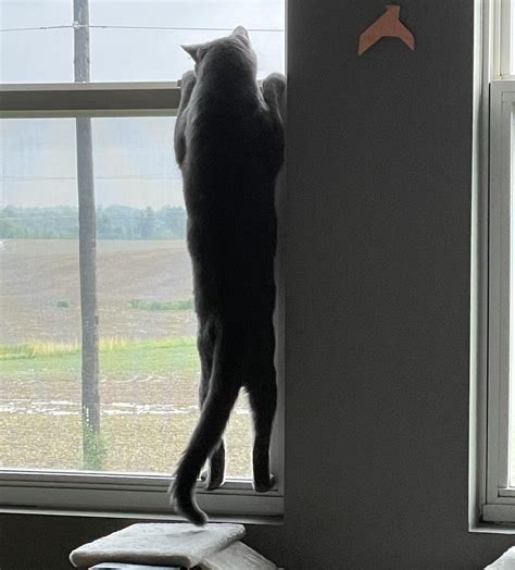 he has an entire spot to lounge and look out the window but prefers