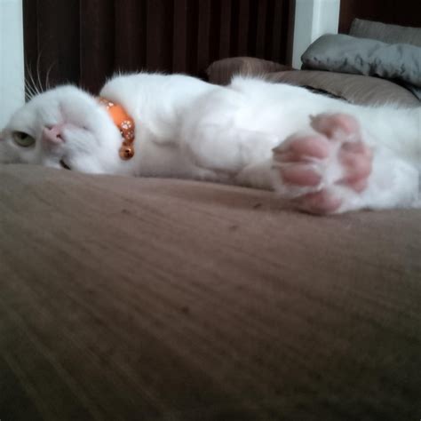 Beans And Fluff R Toebeans