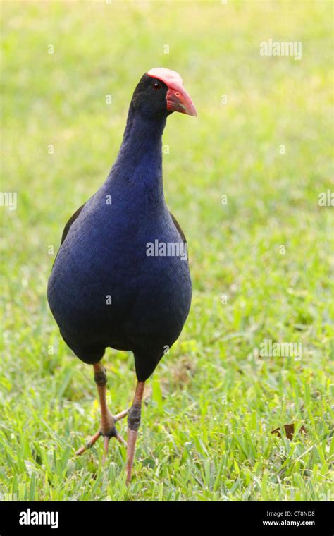 Inquisitive Purple Swamp Hen Porphyrio Melanotus Walking On The Grass