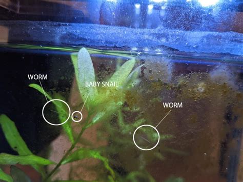 Worms And Other Creatures Plants Algae And Fertilizers Aquarium