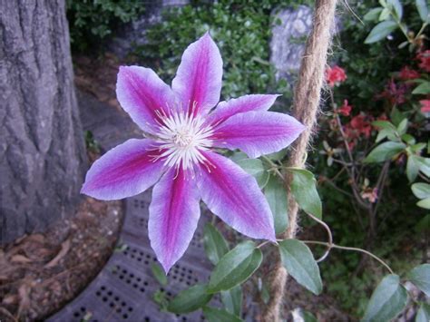 기타 클레마티스 기타 생물종 Bric