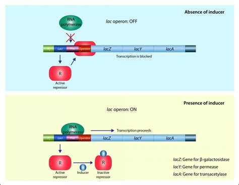 Sex Linkage Definition And Examples Biology Online Dictionary