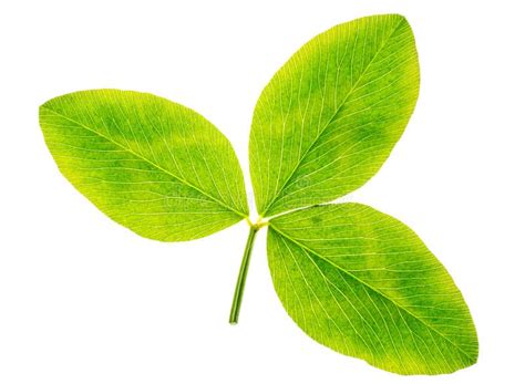 Leaf Cell Structure Stock Image Image Of Floral Elegance 114872973