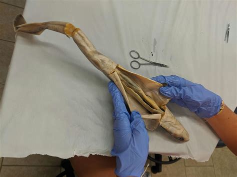 Hands On Dissection 2025 Bald Head Island Conservancy 27 May To 12