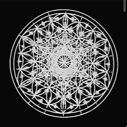 Anima Lab Instagram Linktree