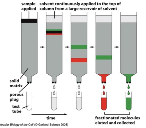 👩🏼‍🔬4bby1020 L12 Chromatographic Separations Of Proteins Flashcards Quizlet