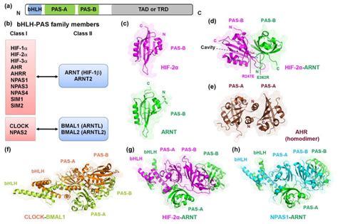 Structural Characterization Of Mammalian Bhlh Pas Transcription Factors